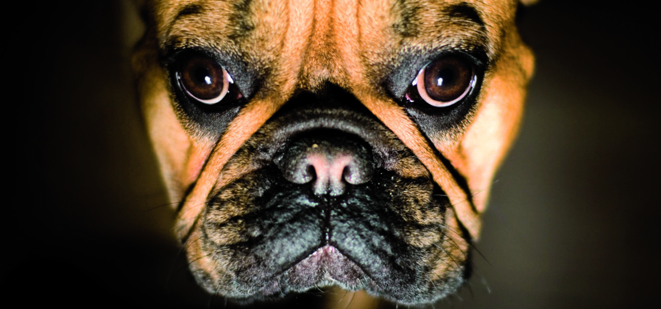 Alles over rashonden | Sophia-Vereeniging