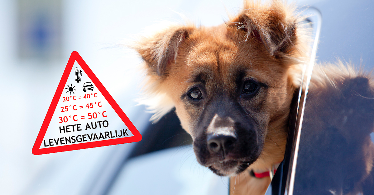 Red honden uit hete auto's! | Sophia-Vereeniging