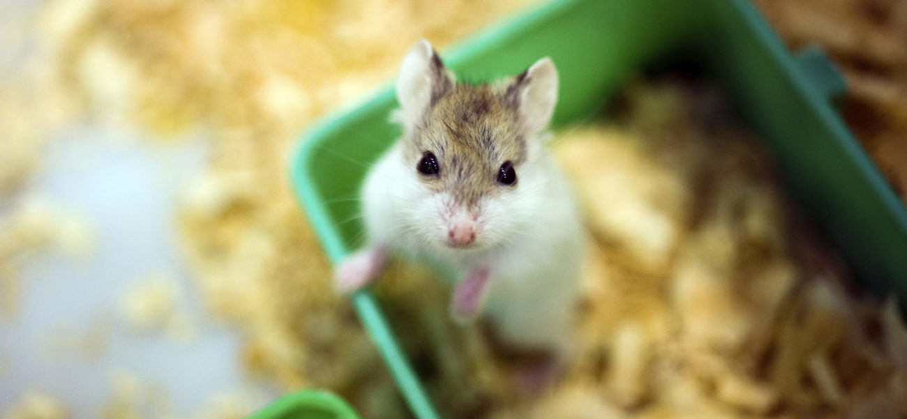 Alles over het gedrag van de hamster | Sophia-Vereeniging