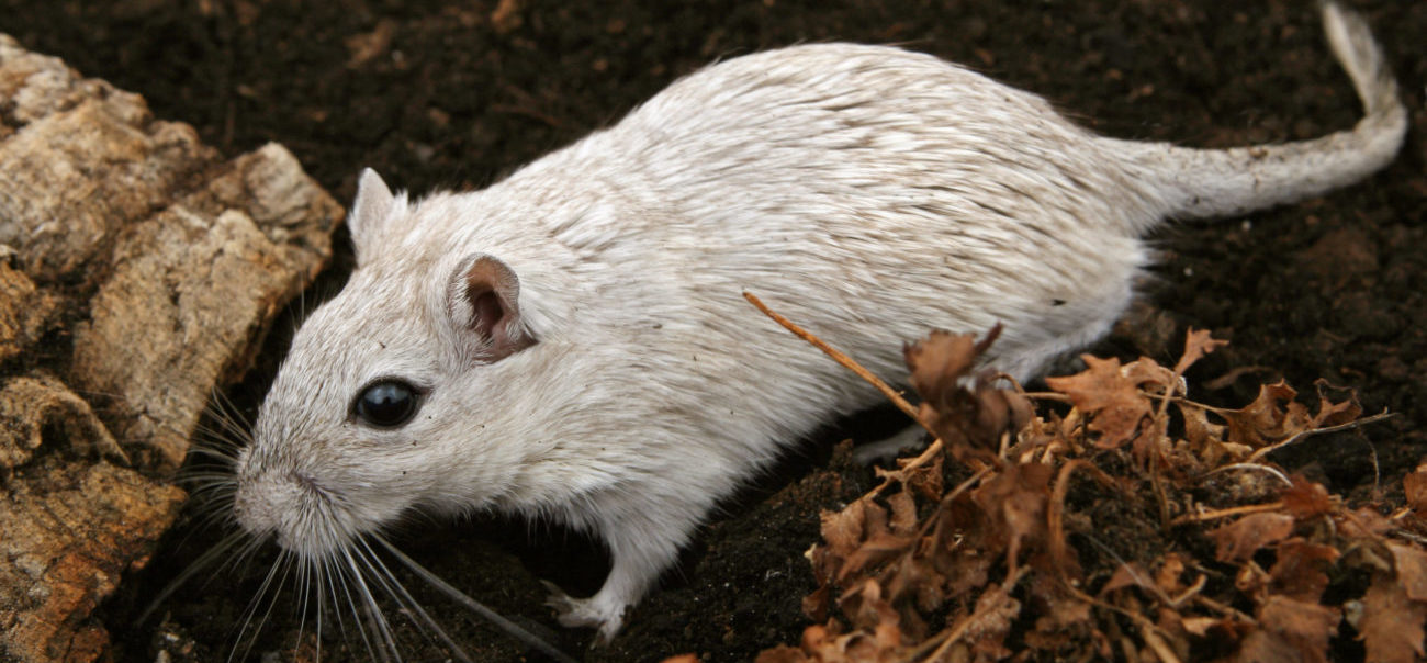 White Gerbils