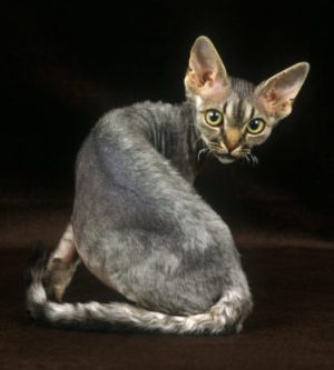 Alles wat je weten moet over de raskat | Sophia-Vereeniging