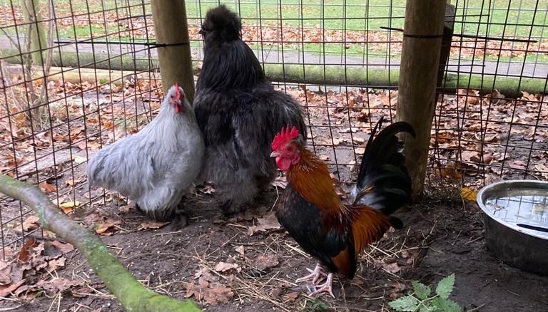 Een haan? "Bel de poelier maar." - Sophia-Vereeniging