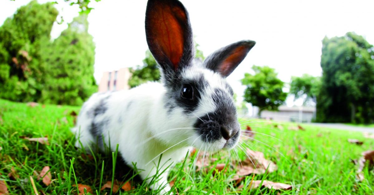 Konijnen vogelvrij in de natuur | Sophia-Vereeniging