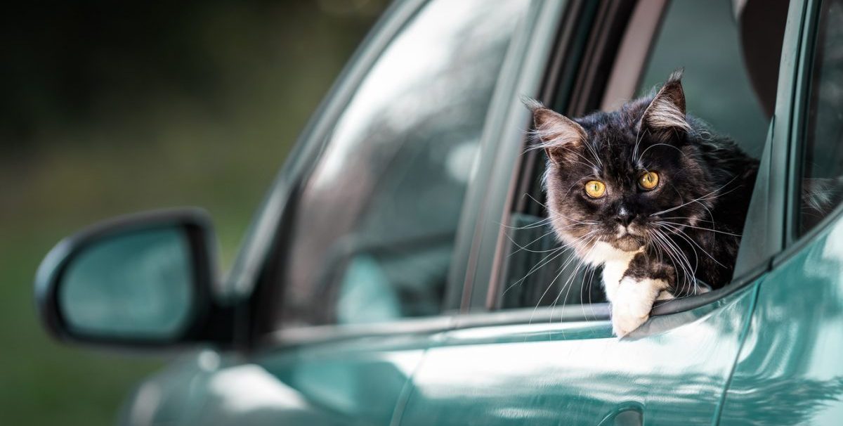 Kattenleed voorkomen: stiekeme lifter | Sophia-Vereeniging