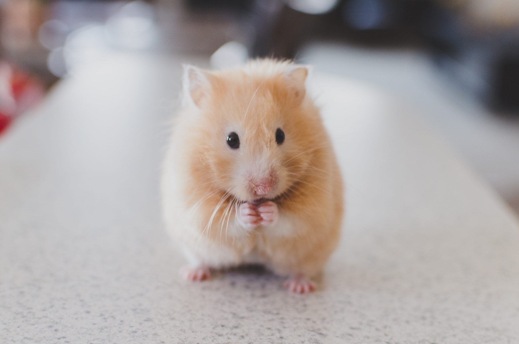Alles over het houden van hamsters | Sophia-Vereeniging