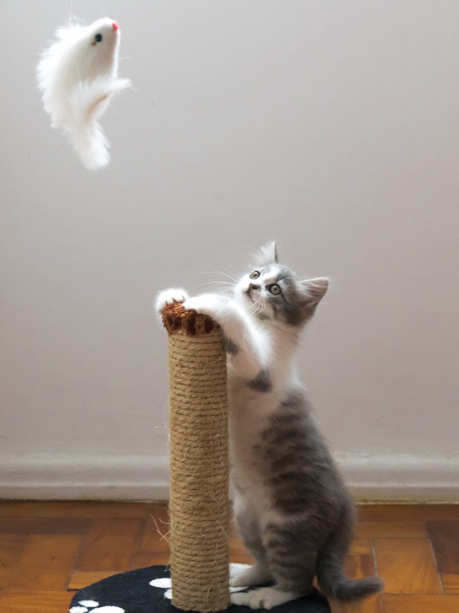 Alles over het gedrag van de kat | Sophia-Vereeniging