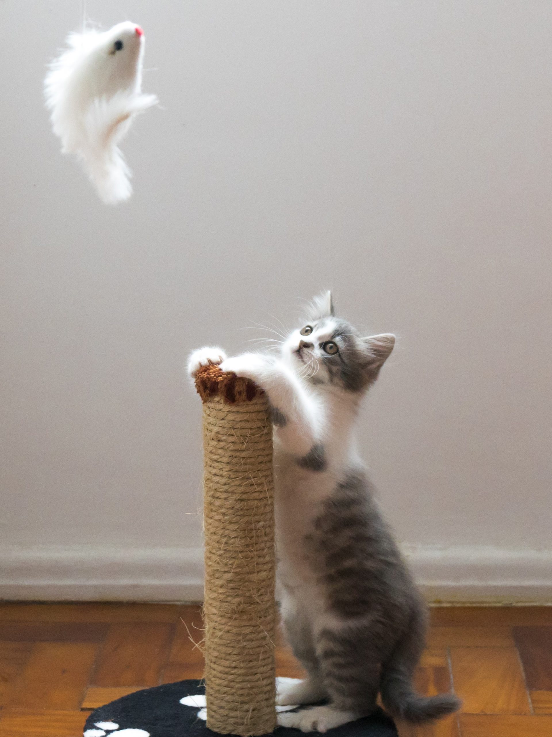 Alles over het gedrag van de kat | Sophia-Vereeniging