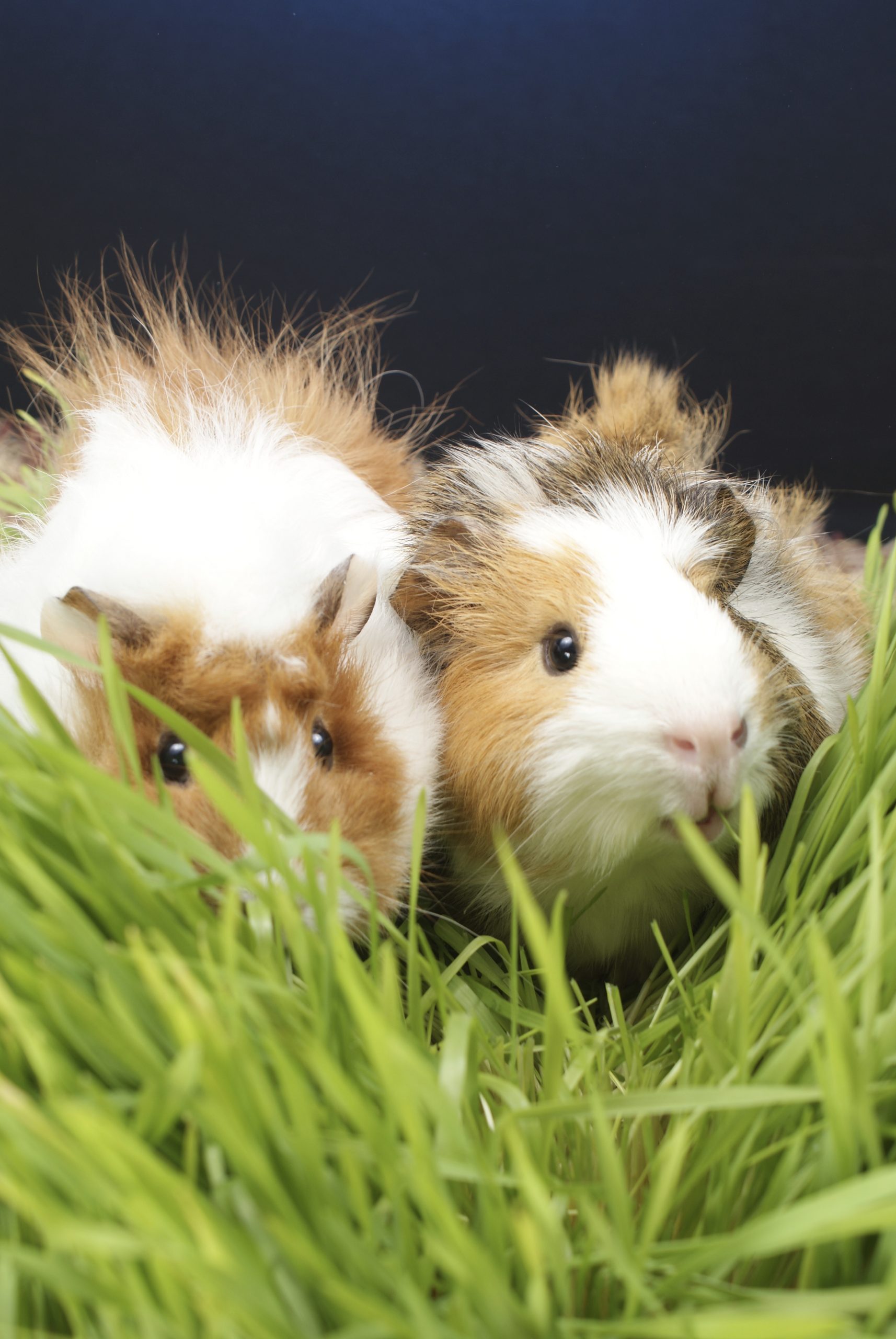 Alles over de verzorging van cavia's | Sophia-Vereeniging