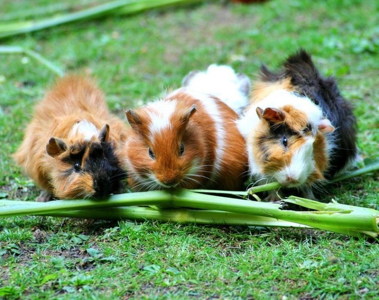 Alles over het gedrag van de cavia | Sophia-Vereeniging