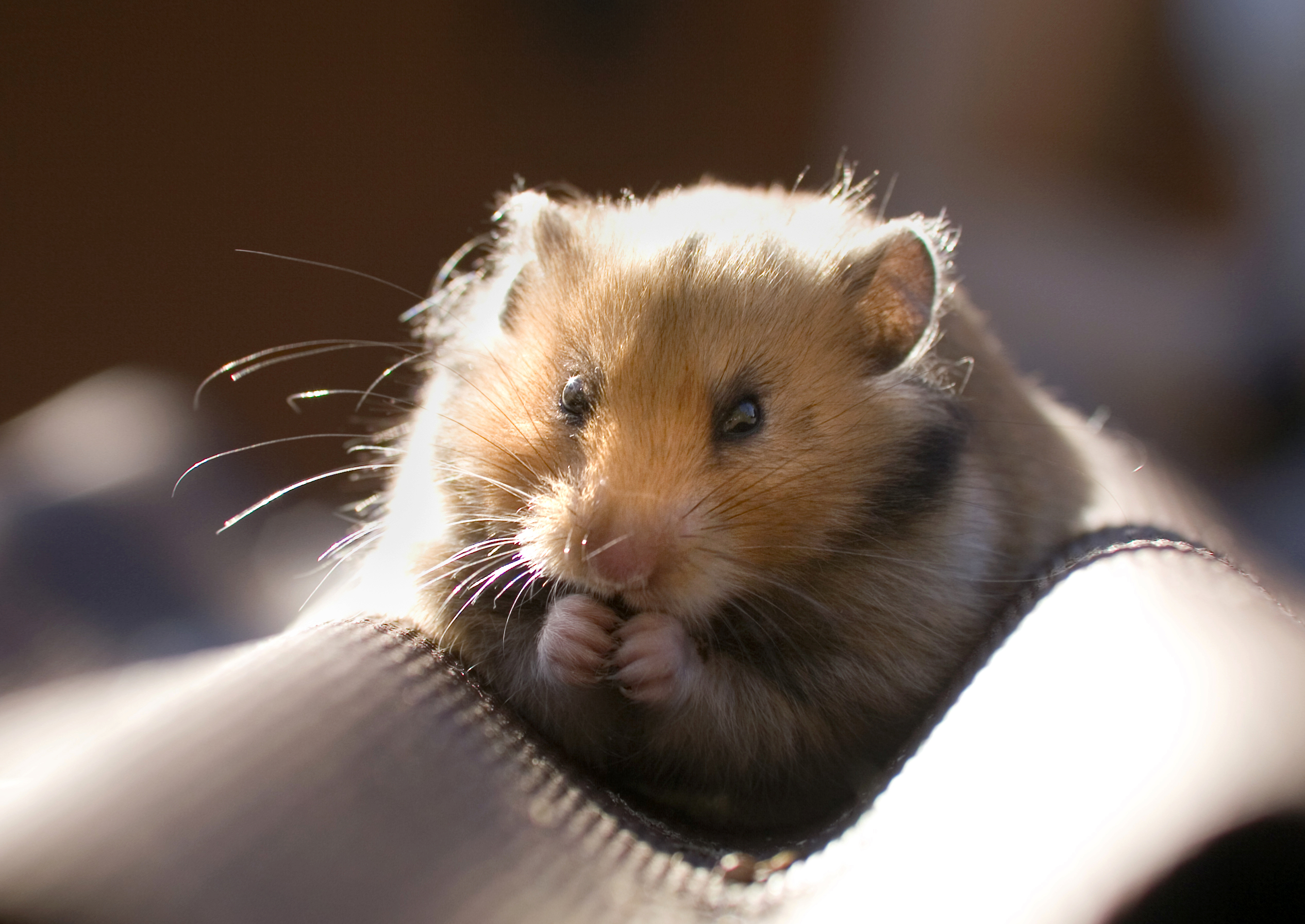 Alles over het houden van hamsters | Sophia-Vereeniging