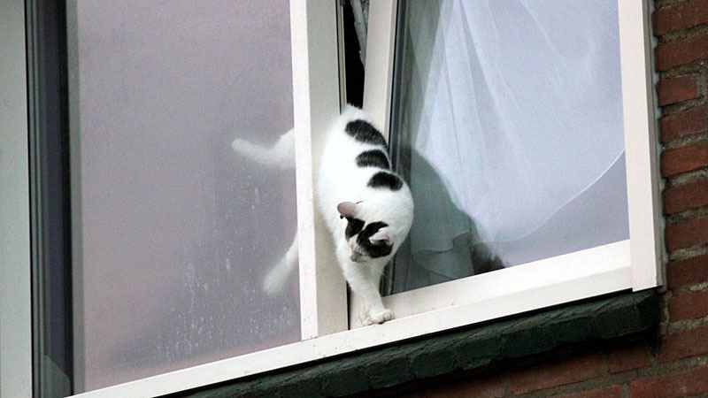 Katten en kiepramen: een dodelijke combinatie - Sophia-Vereeniging