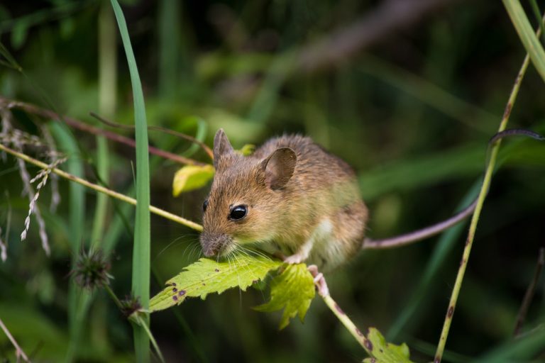 Alles over het gedrag van de muis | Sophia-Vereeniging