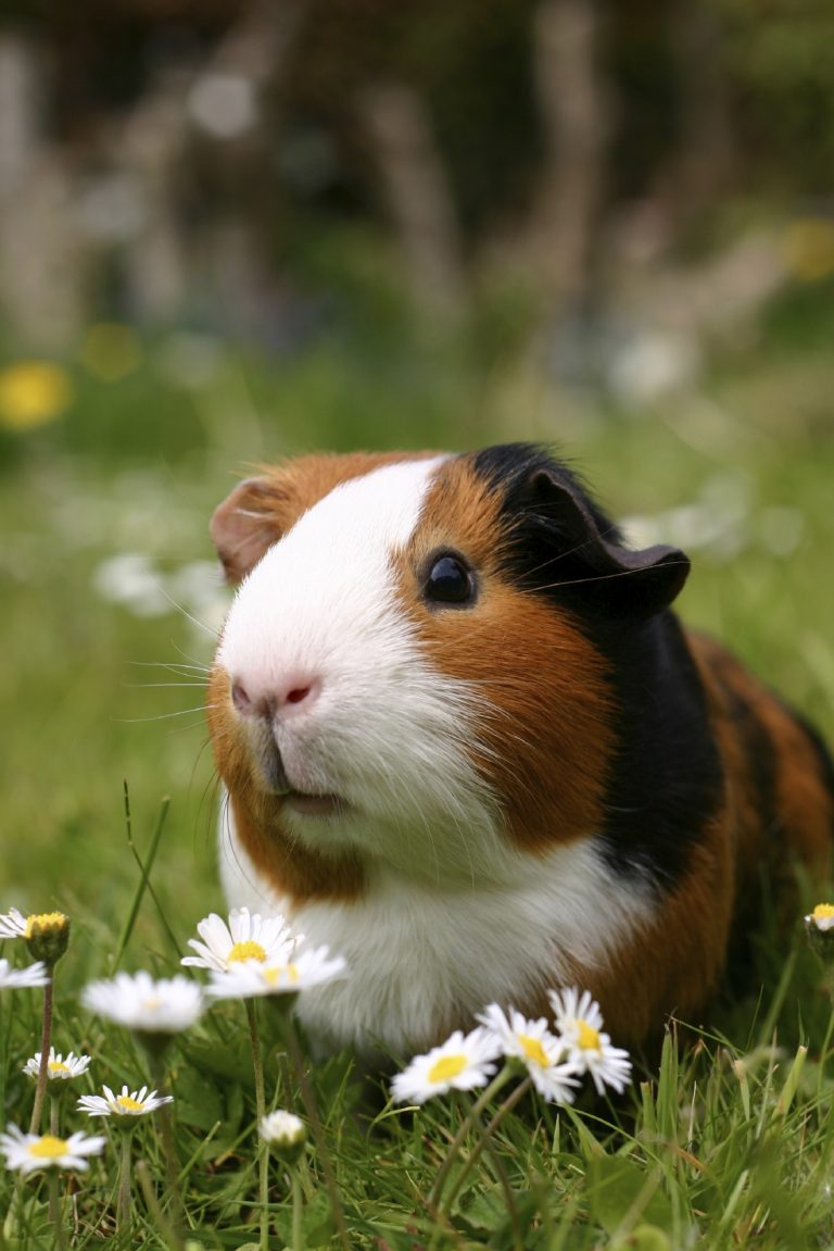 Alles over het kopen van cavia's | Sophia-Vereeniging