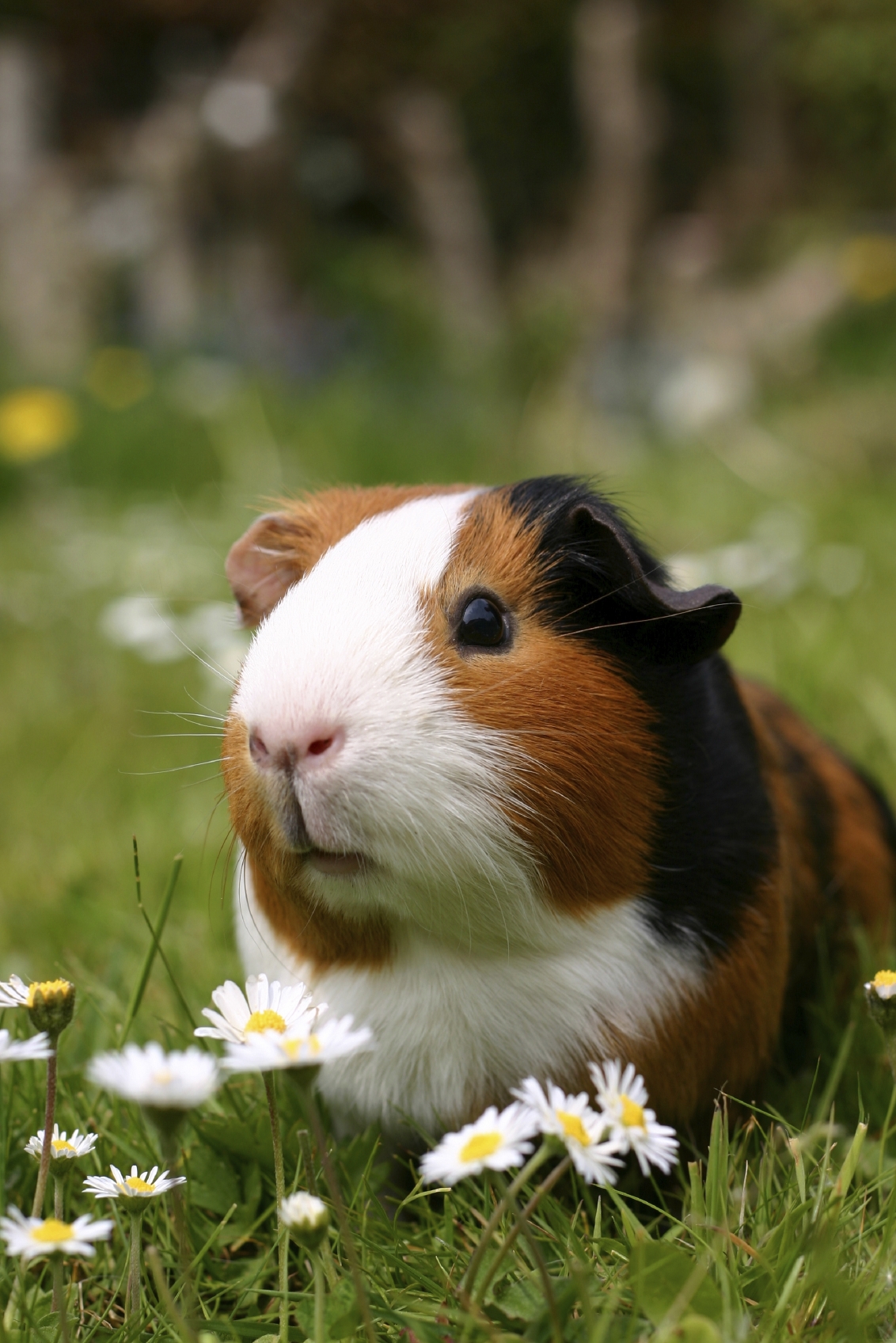 Alles over het kopen van cavia's | Sophia-Vereeniging