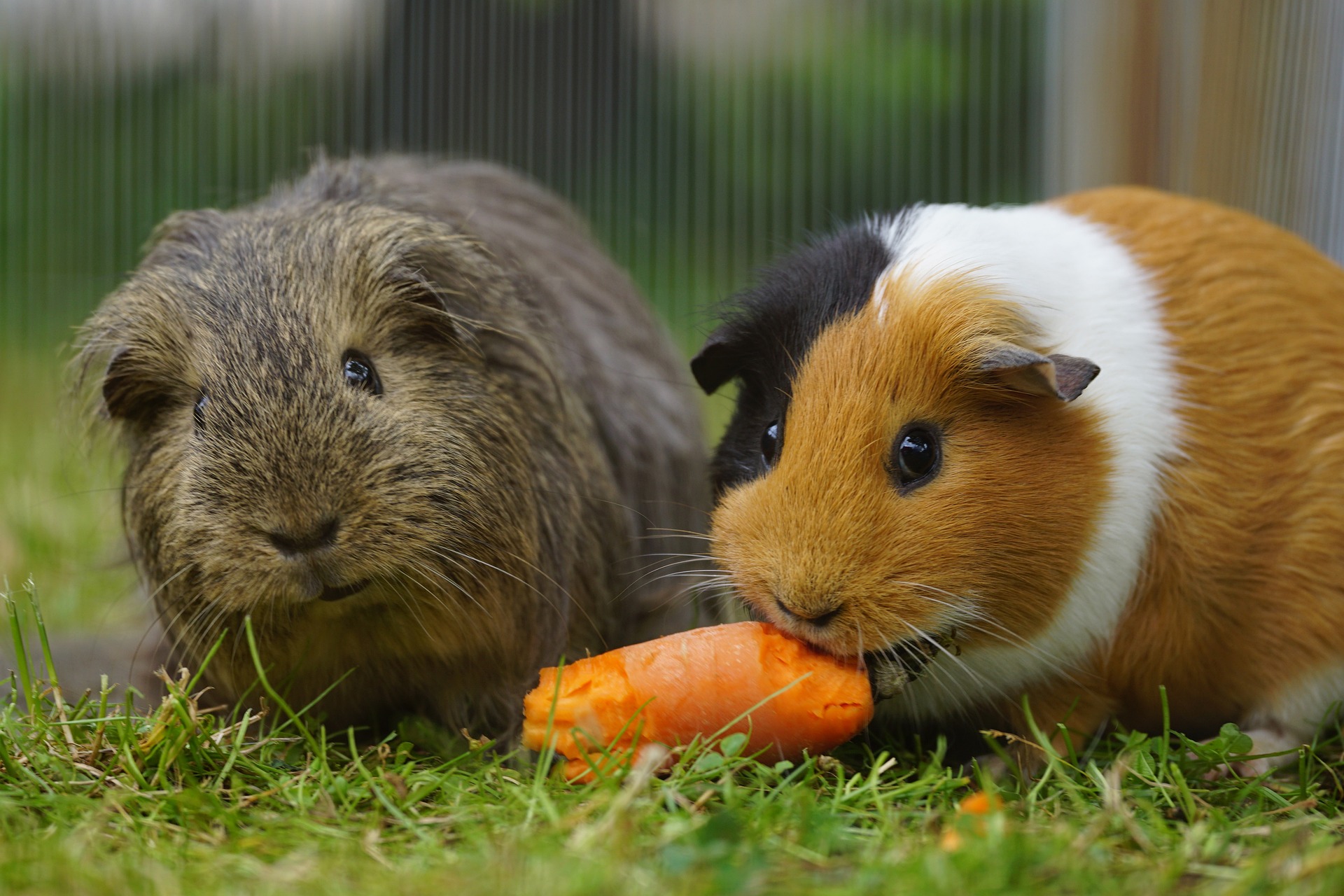 Alles over het kopen van cavia's | Sophia-Vereeniging