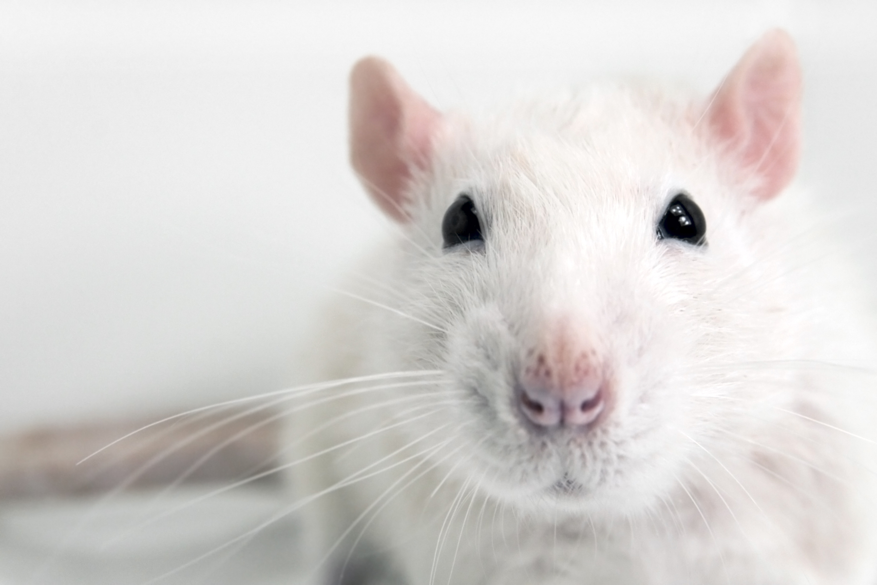 Alles over het kopen van ratten | Sophia-Vereeniging